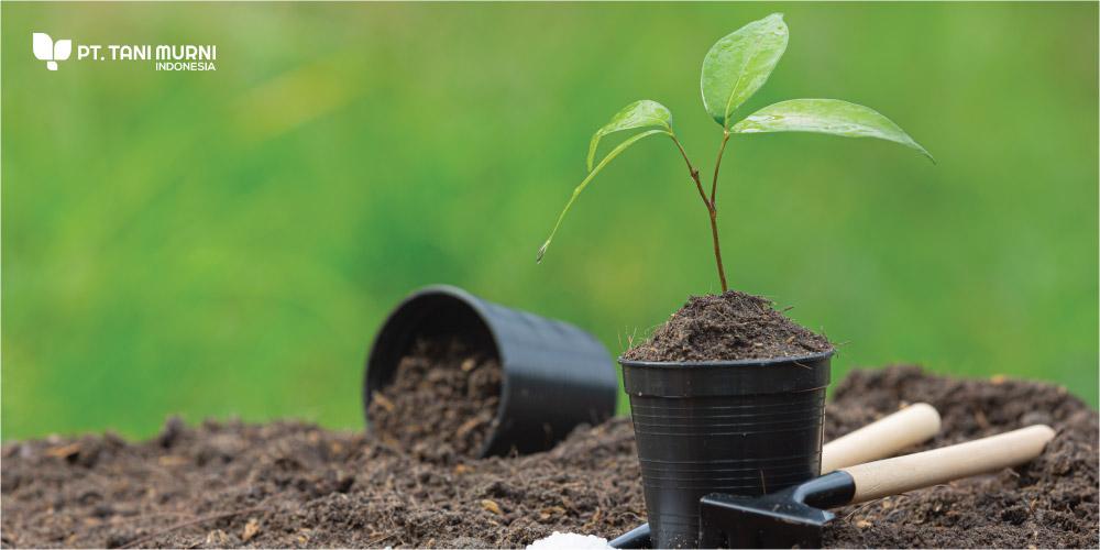 Penyediaan Benih Hortikultura Bermutu Melalui Sertifikasi Mandiri